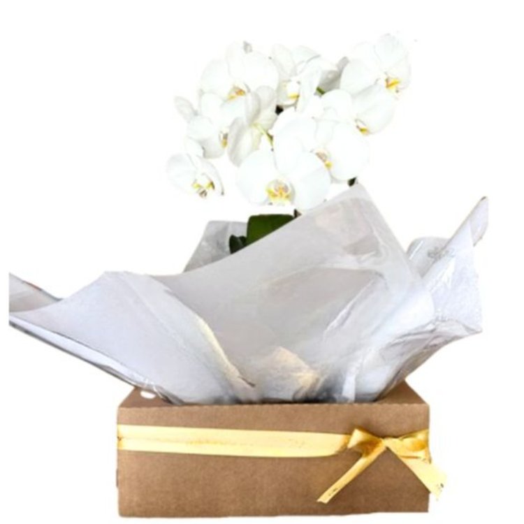 Orquídea no Kraft | Cestas Michelli